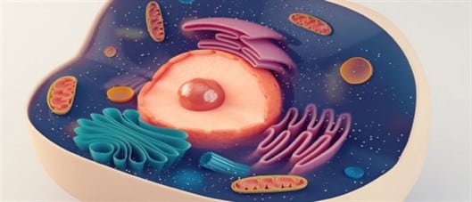 O que é uma célula? – Clique Vestibular