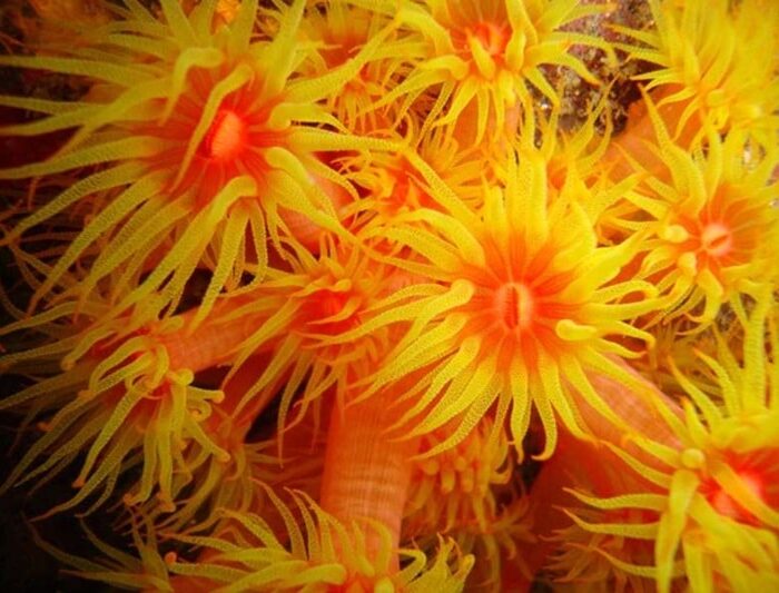 Coral invasor será transformado em remédio contra a doença de Chagas ...